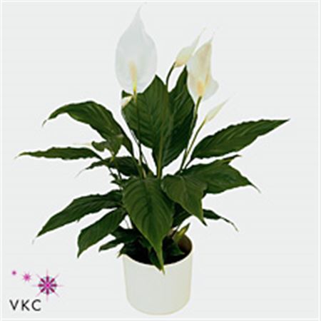 Bloeiende Planten