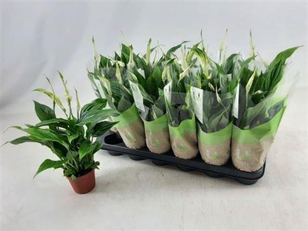 Bloeiende Planten
